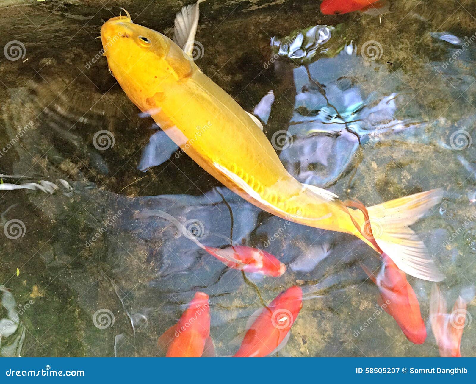 Fish pond with fish. stock image. Image of fresh, pool - 58505207