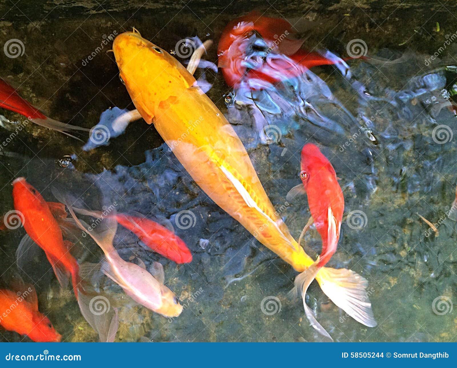 Fish pond with fish. stock photo. Image of colorful, trout - 58505244