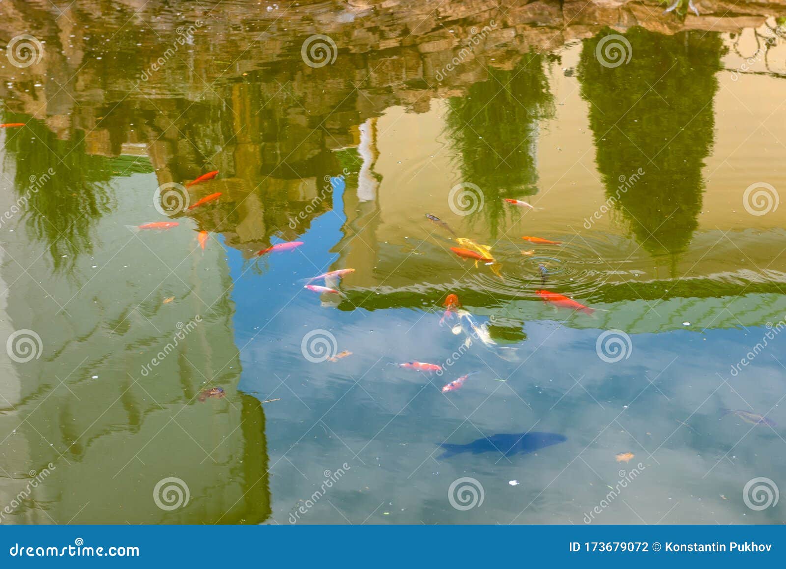 Fish in the pond stock photo. Image of cross, garden - 173679072