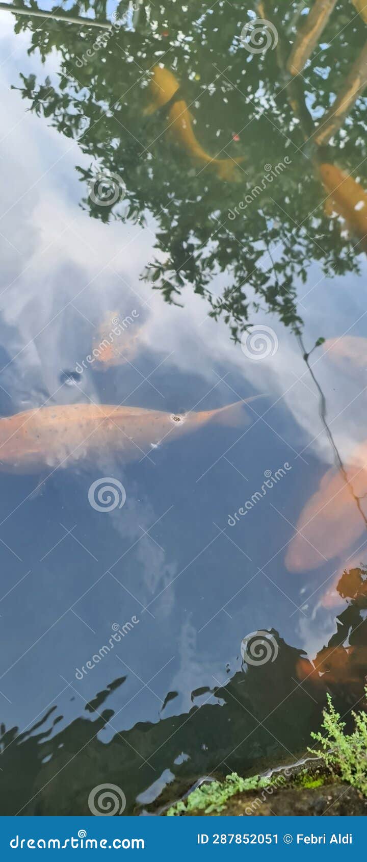 Fish Pond in the Forest stock image. Image of river - 287852051