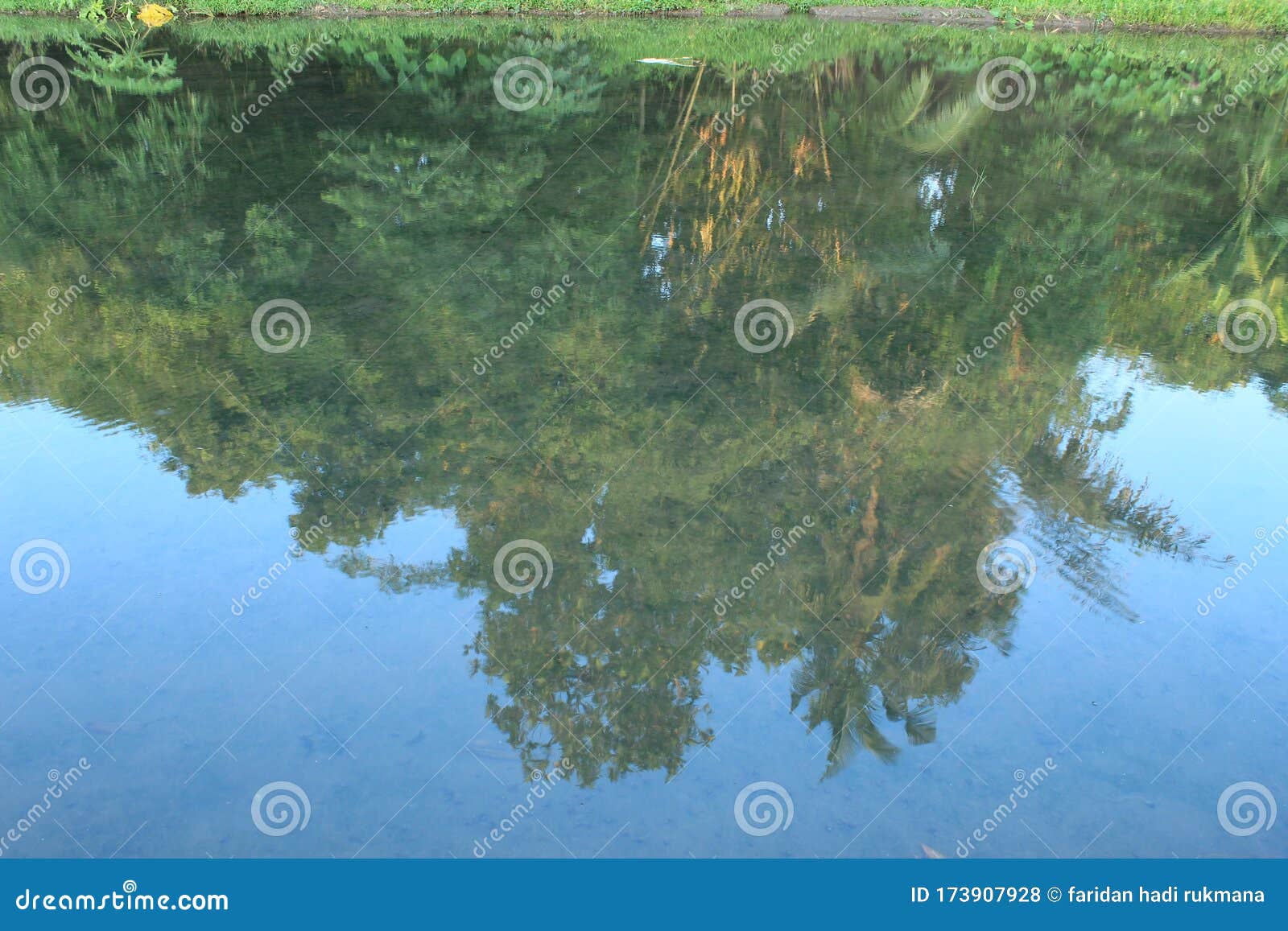 Fish pond in the forest, stock photo. Image of panoramic - 173907928