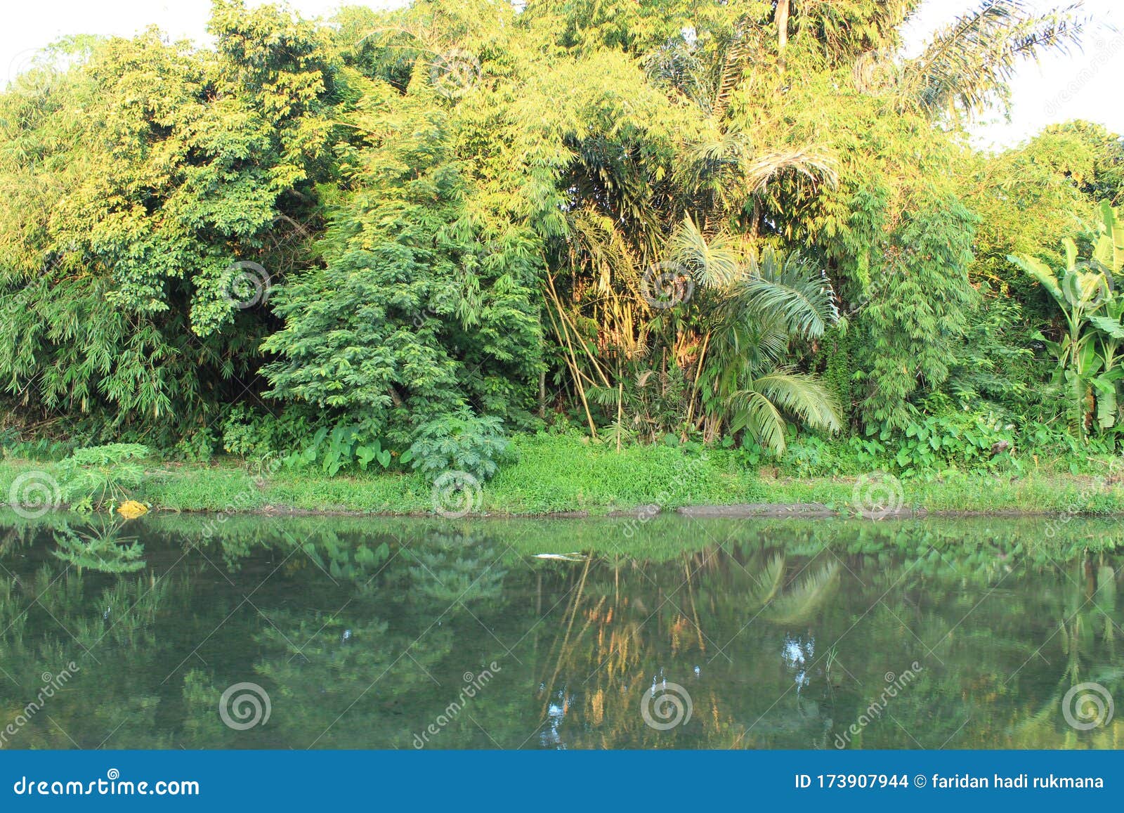Fish pond in the forest, stock photo. Image of clouds - 173907944