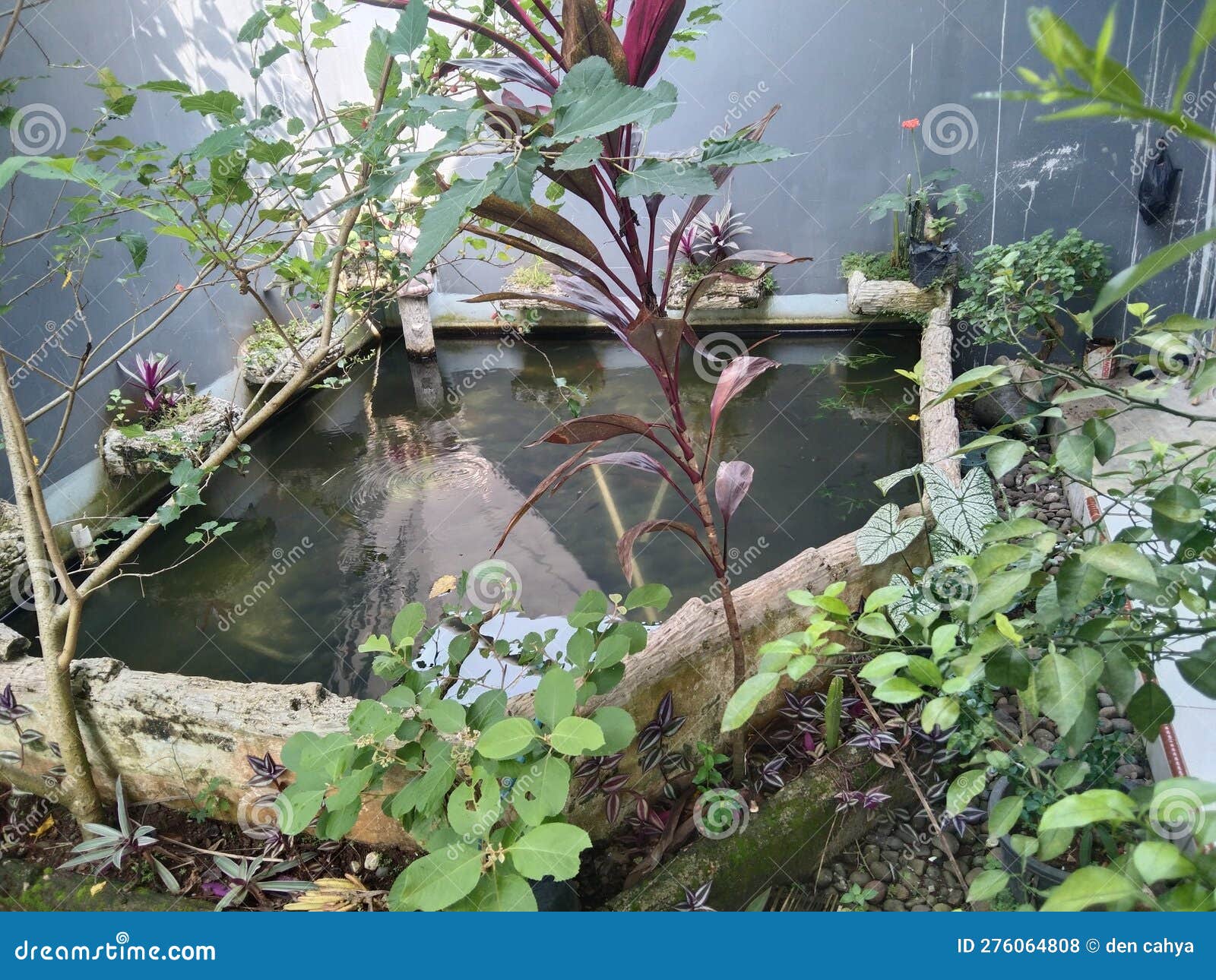 Fish Pond in Front of the Housee Stock Photo - Image of pond, housee ...