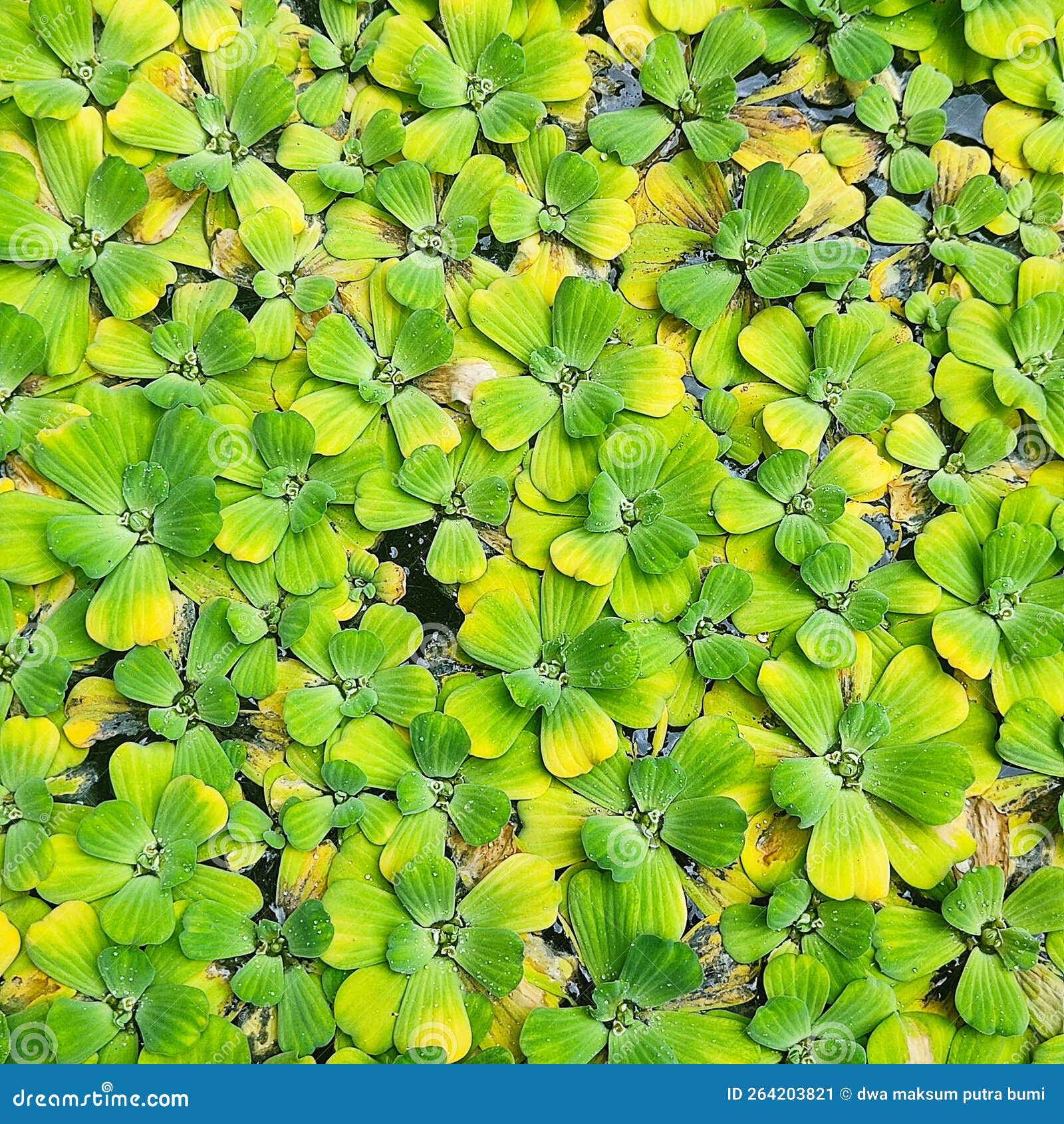 Fish Pond Full of Water Lettuce the Fish Can& X27;t Appear Stock Image ...