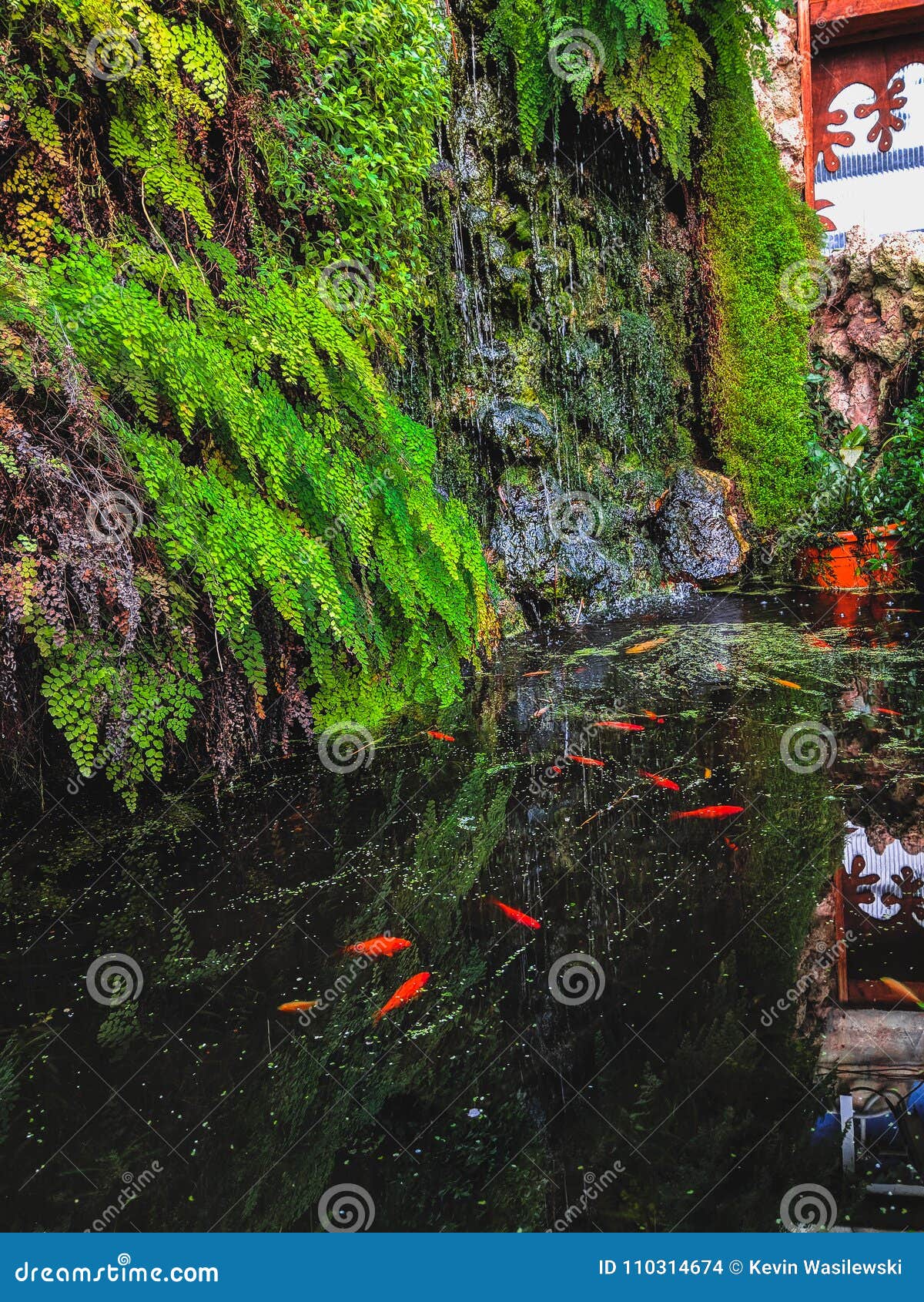 Fish pond stock photo. Image of fish, pond, horticultural - 110314674