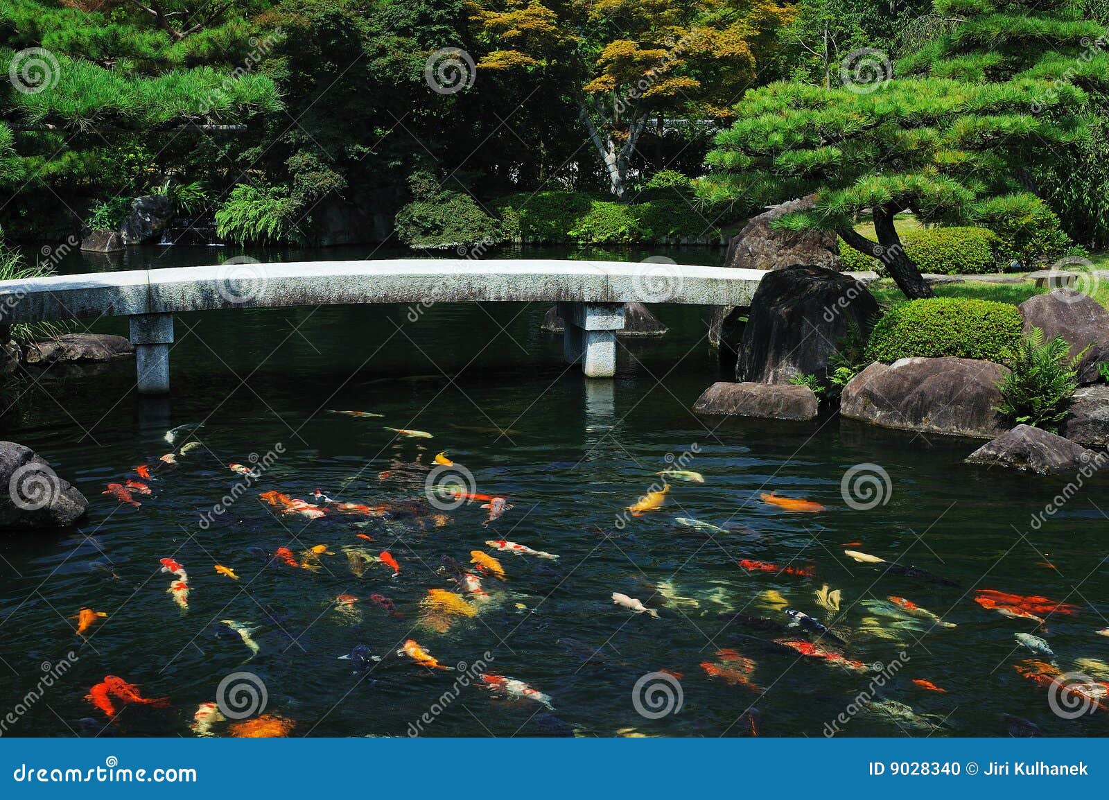 Fish Pond at Japanese Garden Stock Photo - Image of lake, herd: 9028340
