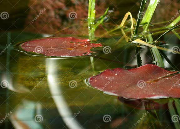 Fish Pond Lily Pads stock photo. Image of colored, color - 44456