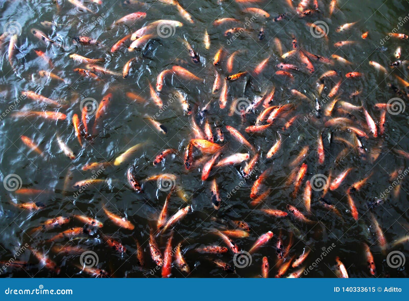 Fish in the Pond stock image. Image of lake, colorful - 140333615