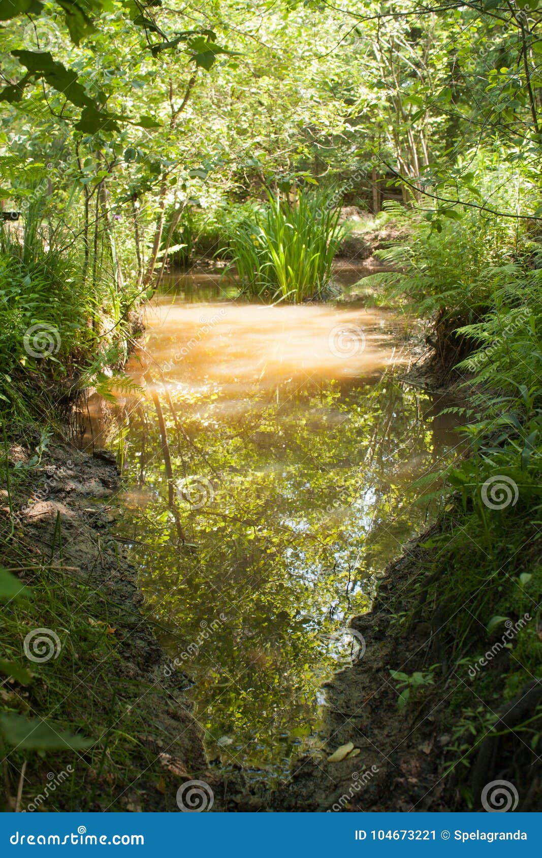 A Fish Pond in the Middle of a Forest Stock Image - Image of lake ...