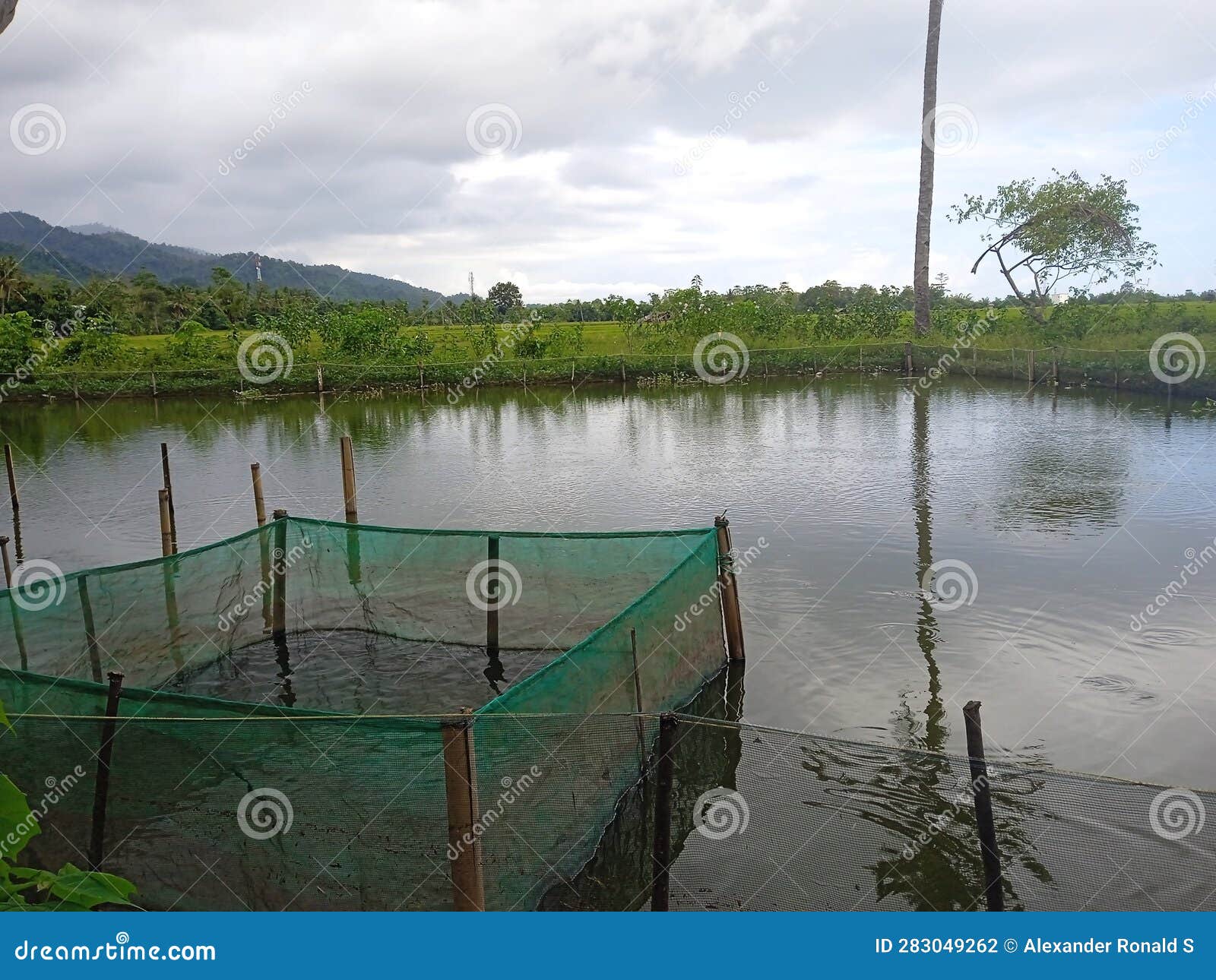 Fish Pond in the Middle of Rice Fields Stock Photo - Image of cloude ...