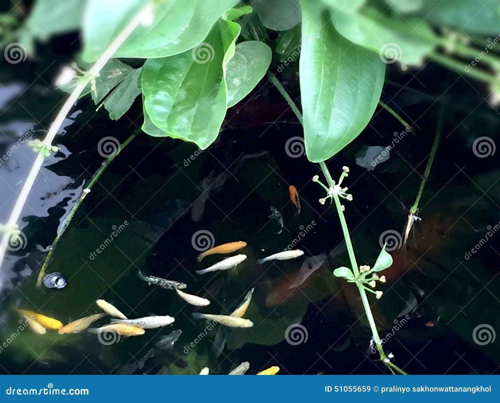 Fish stock image. Image of agencies, province, fish, government - 51055659