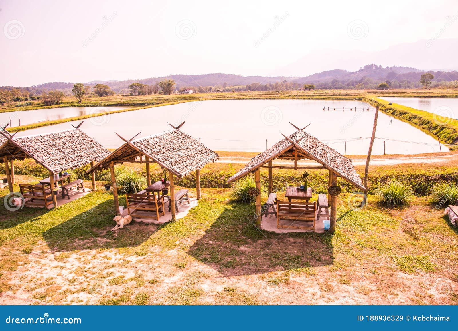 Fish Pond with Small Huts in Thai Country Stock Image - Image of sunny ...