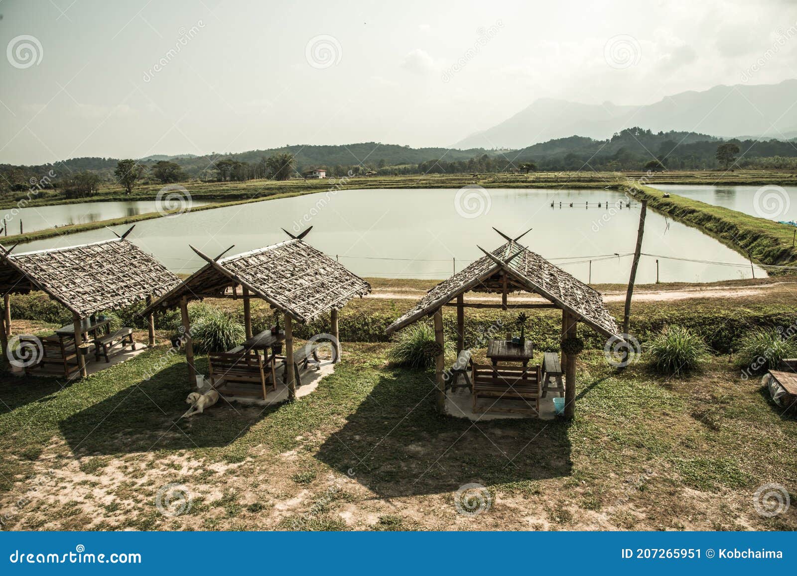 Fish Pond with Small Huts in Thai Country Stock Image - Image of lush ...