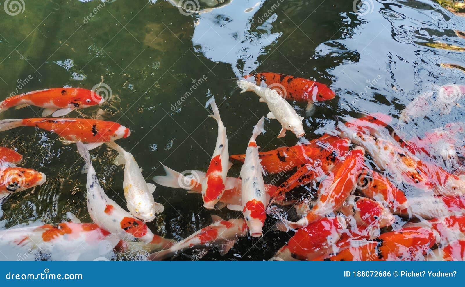 Fish pond in the temple stock photo. Image of seafood - 188072686