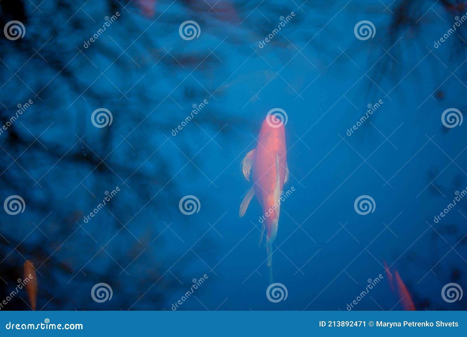 Fish in a pond top view stock image. Image of lake, swim - 213892471