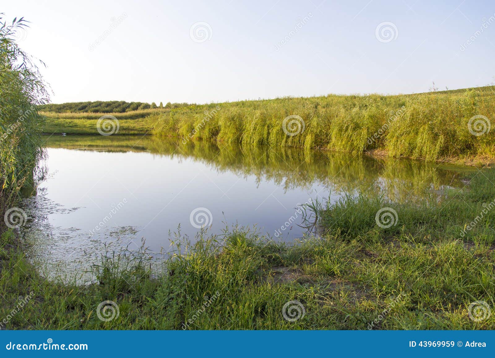 Morning View of a Fish Pond Stock Image - Image of relaxing, tree: 43969959