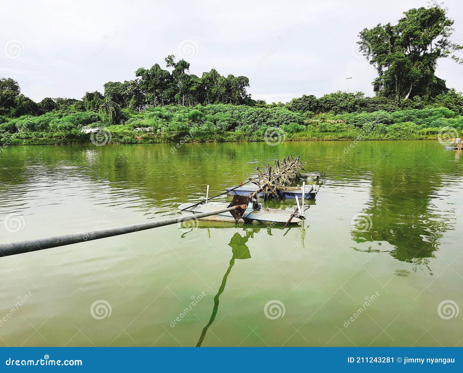 Fish pond view stock image. Image of fish, swamp, river - 211243281