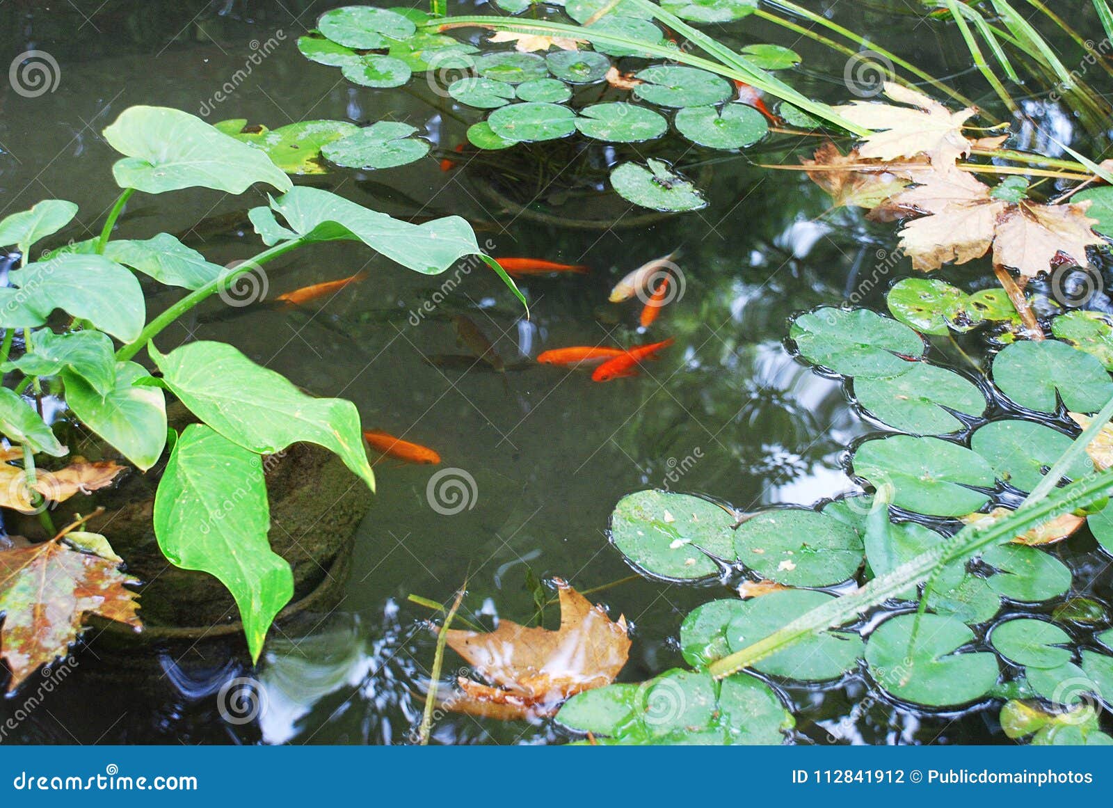Fish Pond, Water, Pond, Body Of Water Picture. Image: 112841912