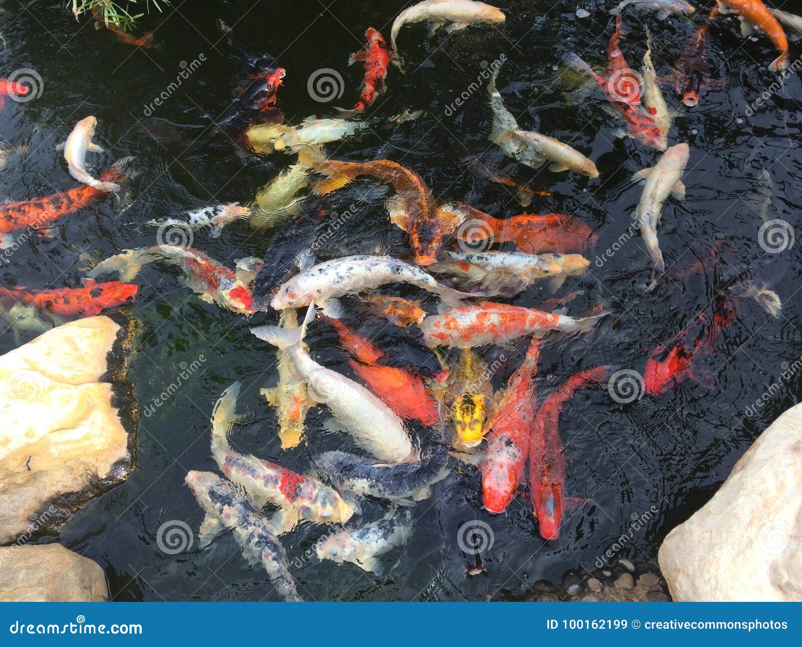 Fish Pond Water Koi Picture. Image: 100162199