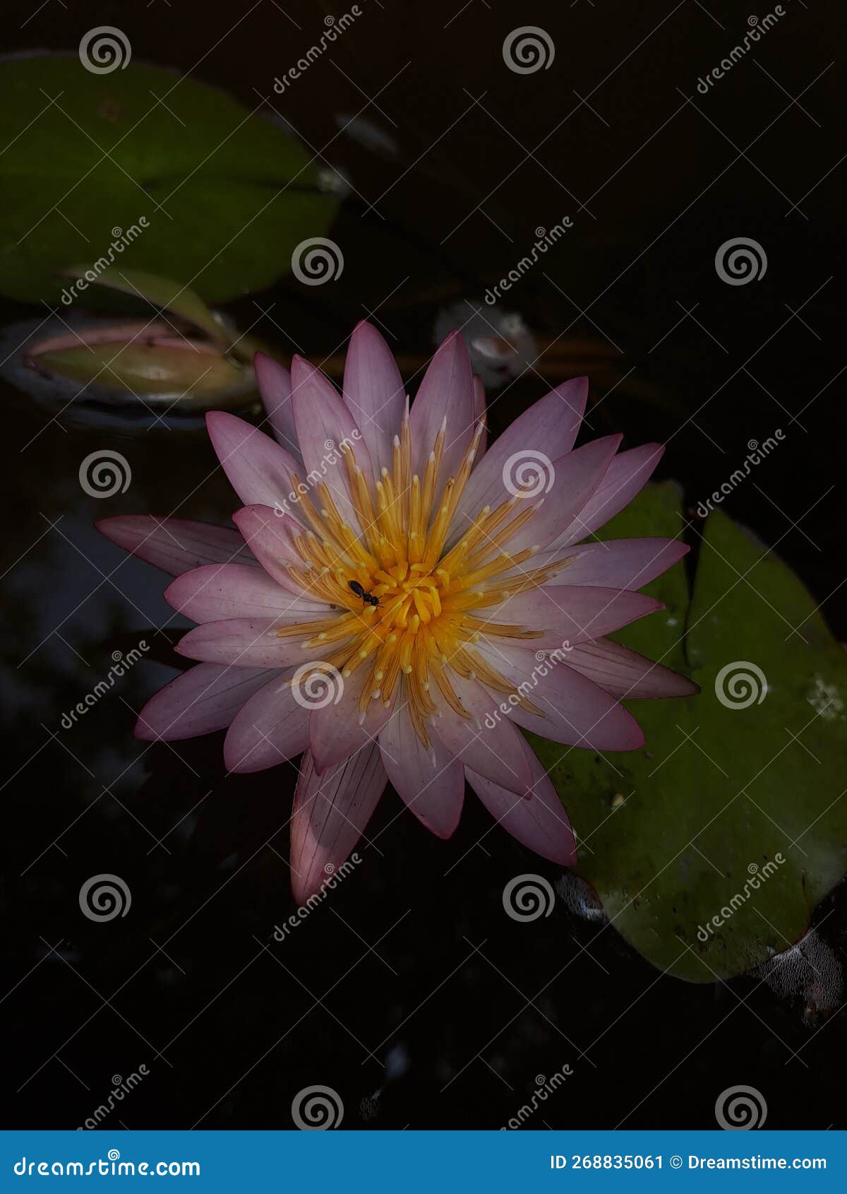 Fish pond water lilly stock image. Image of fish, bouquet - 268835061