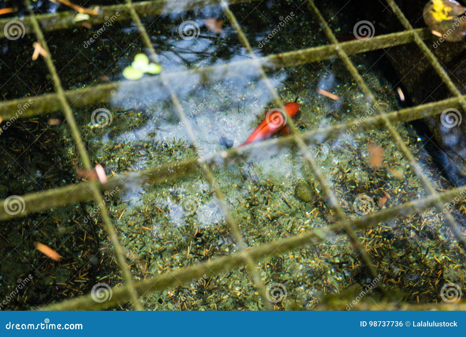 Fish in Pond with Water Reflection Seen in Park Stock Photo - Image of ...