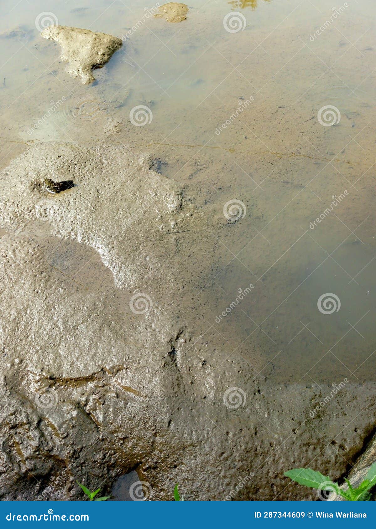Fish Ponds Receding Due To Drought Stock Image - Image of wood, drought ...