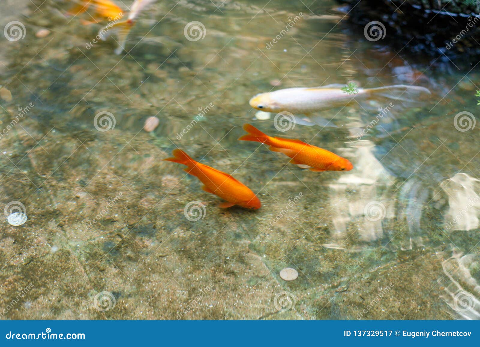 Fish in the Pool with Coins Stock Image - Image of colorful, carp ...