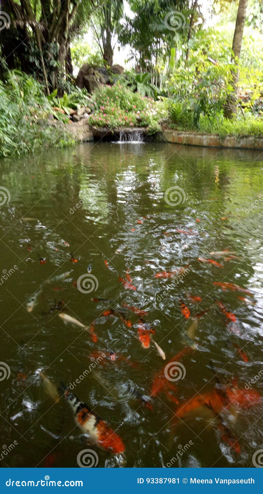 Fish pool stock image. Image of natual, fish, pool, garden - 93387981