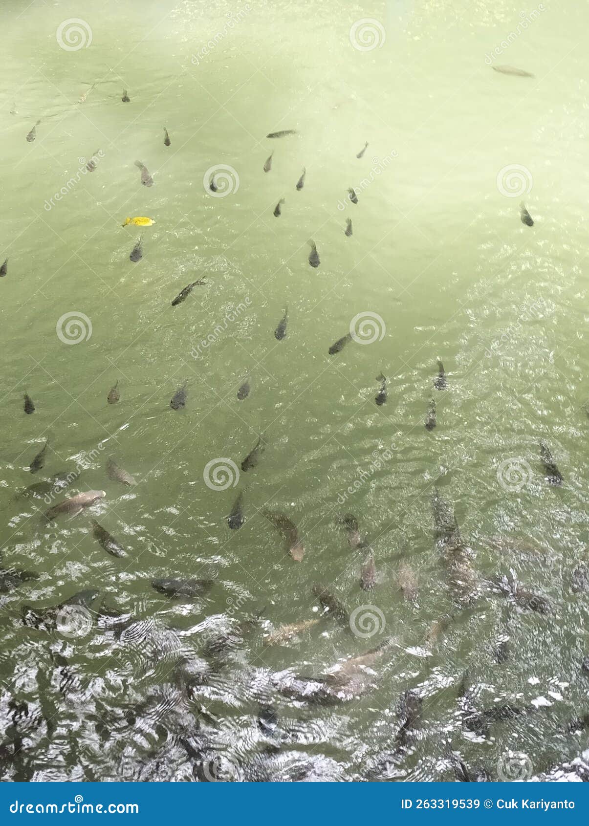 Fish Pool Feeding Lake Ikan Nila Stock Image - Image of fish, pool ...