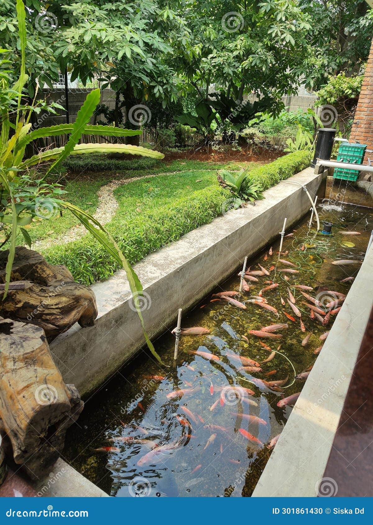 Fish in Pool in the Garden is Beautiful Stock Photo - Image of pool ...