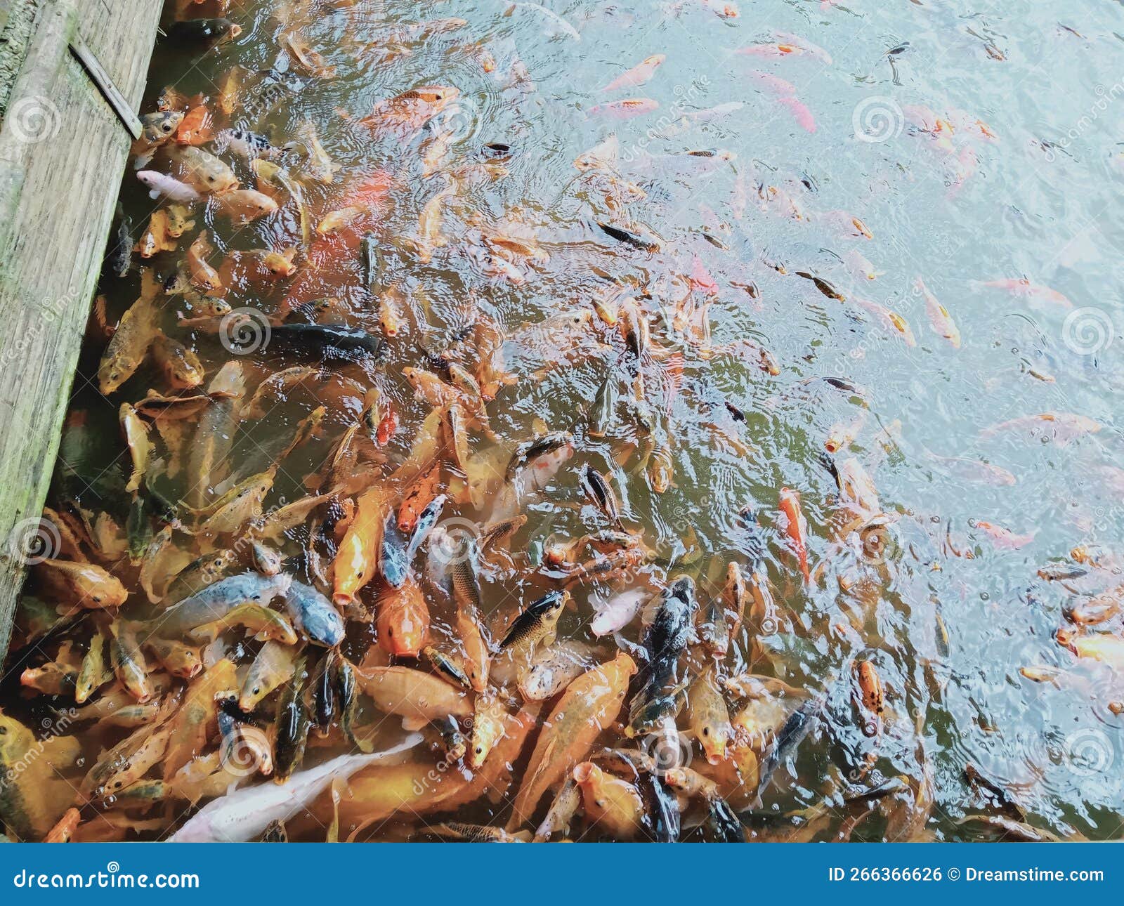 Fish at the Pool in the Morning Stock Photo - Image of dish, reflection ...