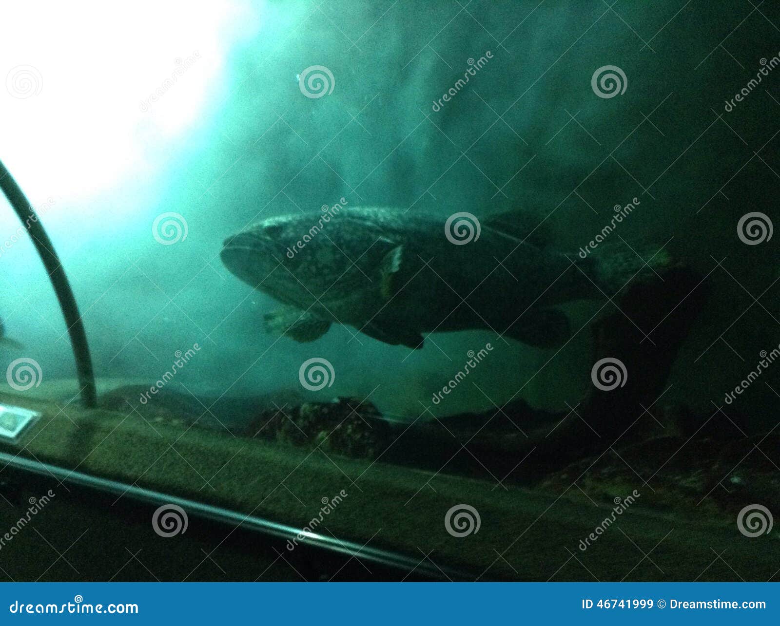 Fish Pool stock image. Image of fish, aquarium, pool - 46741999