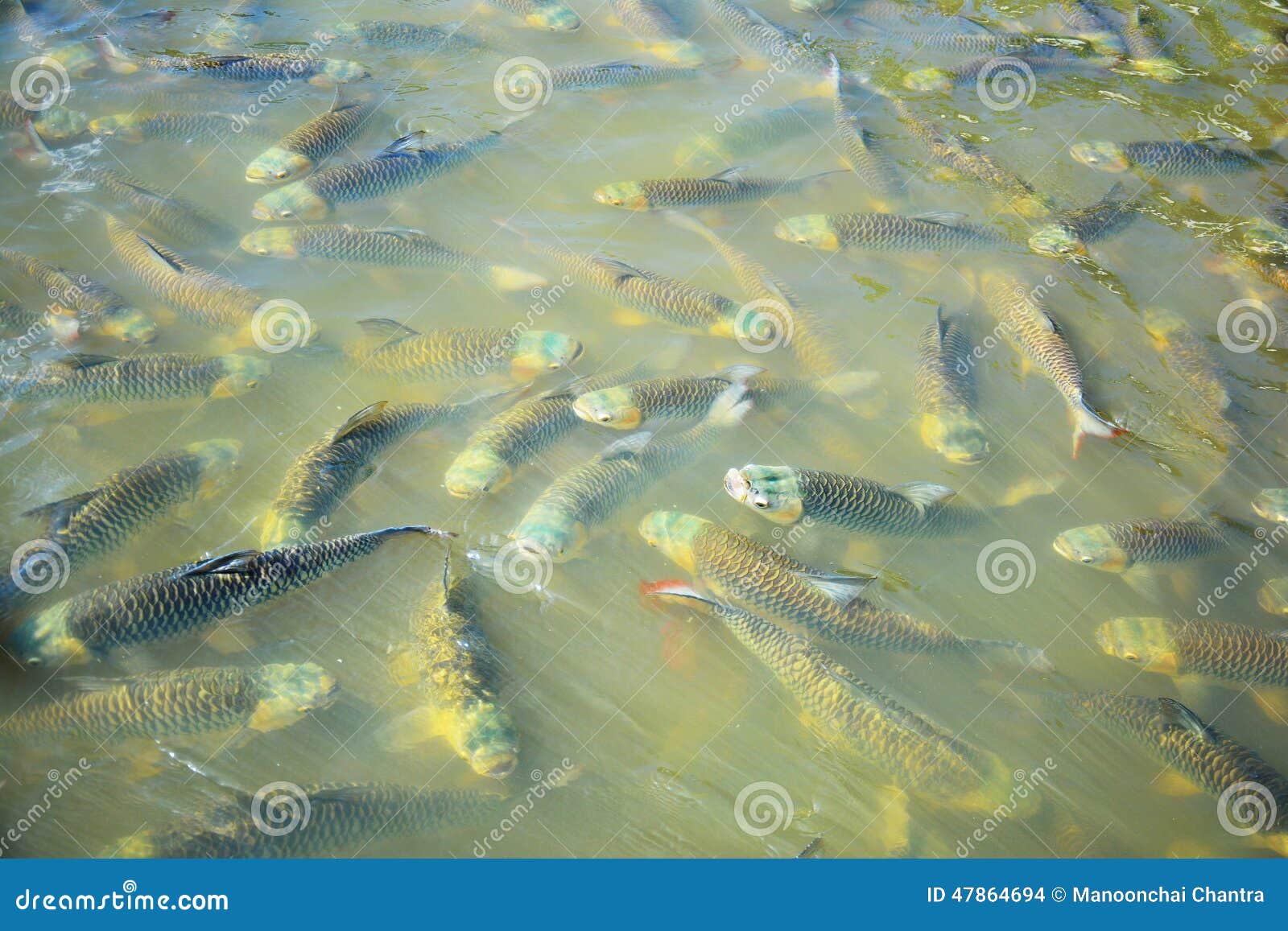 Fish Pool stock photo. Image of carpio, fresh, marine - 47864694