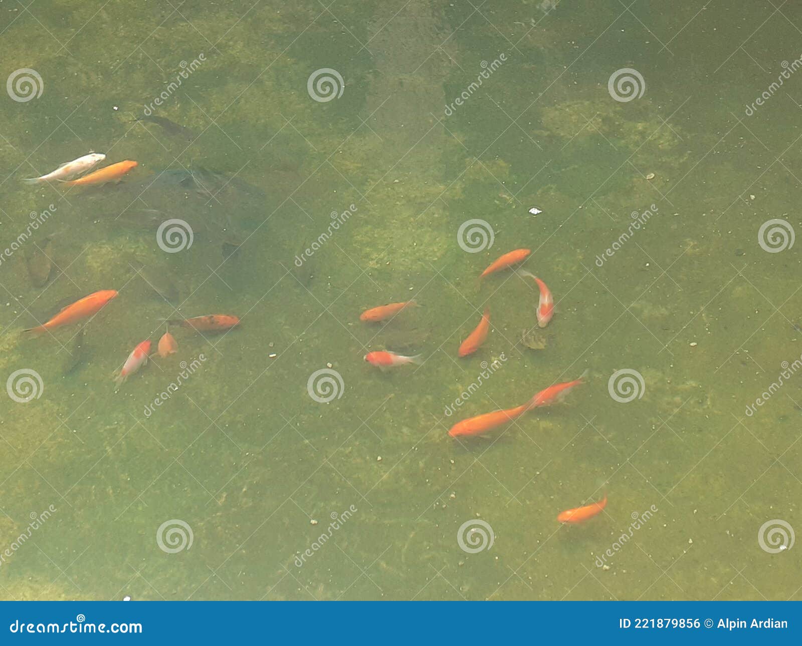 Fish pool water stock photo. Image of green, invertebrate - 221879856