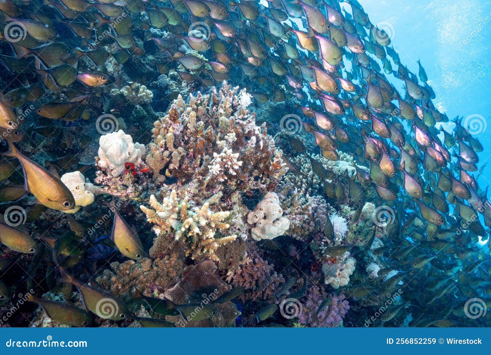 School of Fish Swimming Around Coral Reef Stock Image - Image of sand ...