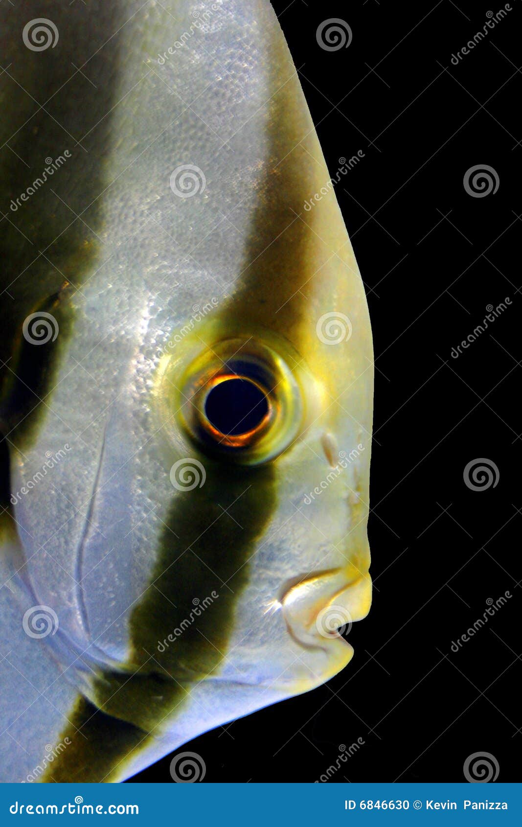 Fish Portrait stock photo. Image of ocean, striped, close - 6846630
