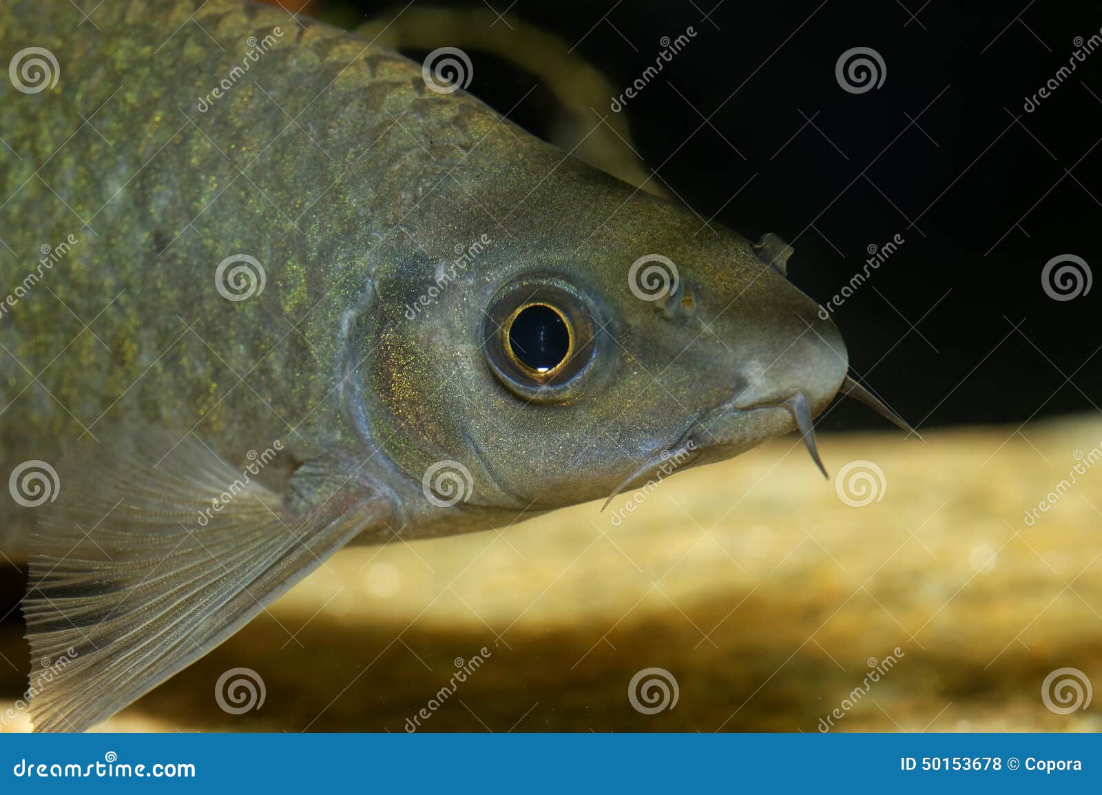 Fish portrait stock photo. Image of eyes, beautiful, water - 50153678
