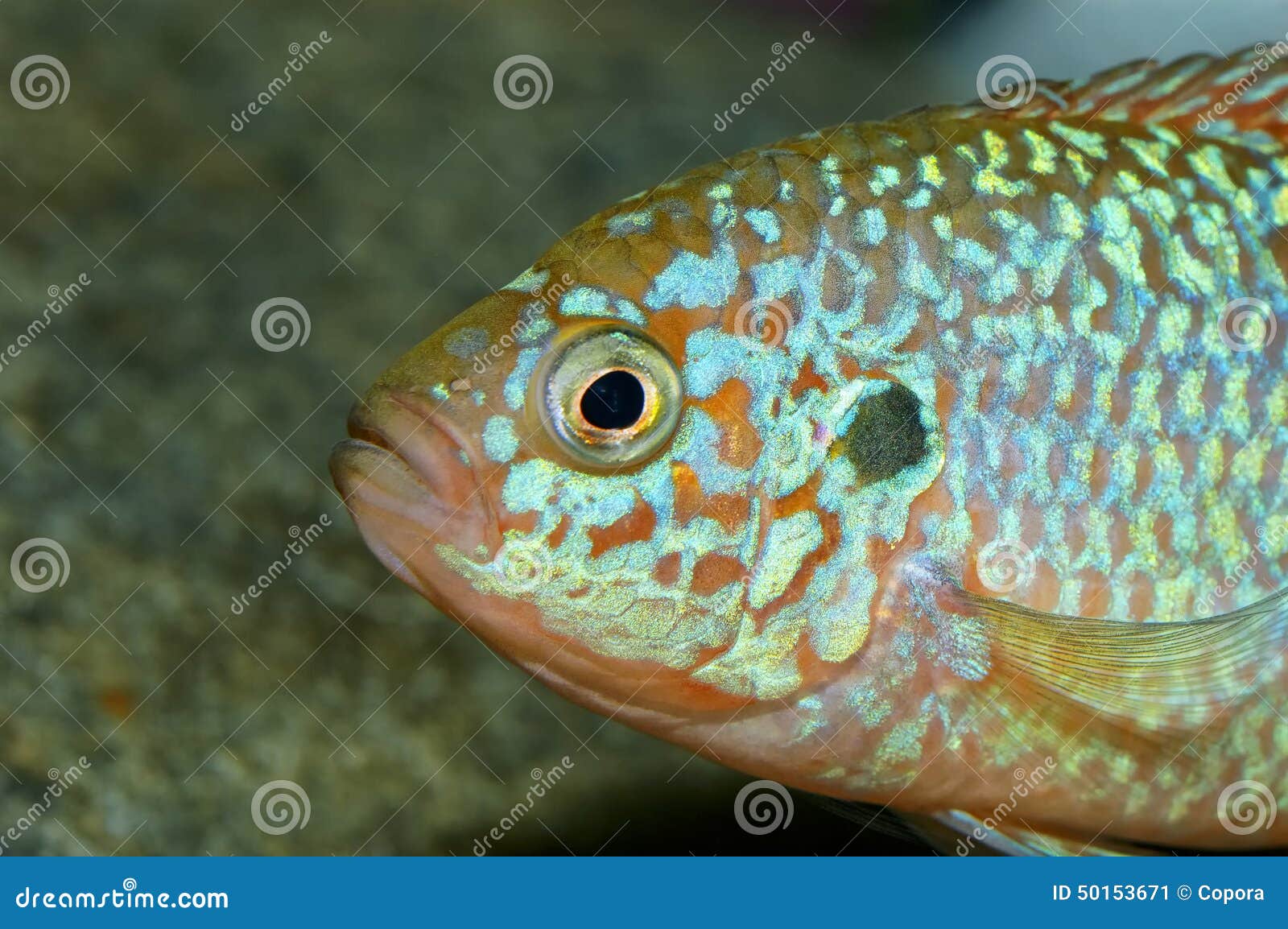 Fish portrait stock image. Image of aquatic, animal, hemichromis - 50153671