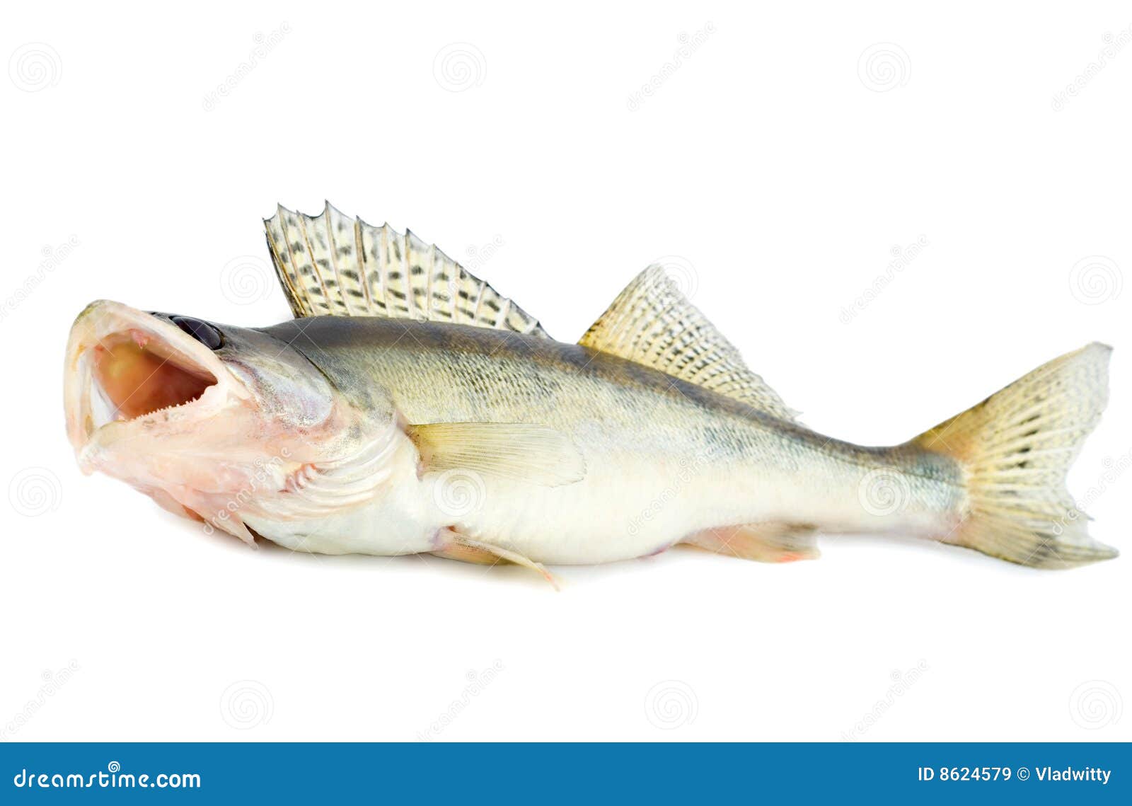 Fish predator stock image. Image of fisherman, healthy - 8624579