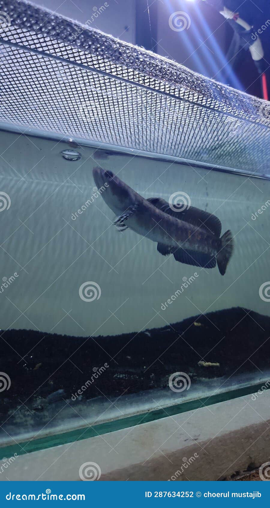 Fish Predator Channa Blue Pulchra Stock Photo - Image of predator ...