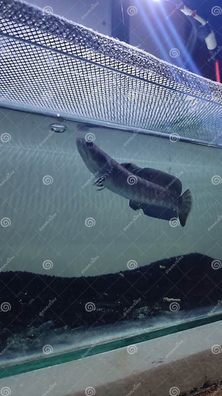 Fish Predator Channa Blue Pulchra Stock Photo - Image of predator ...