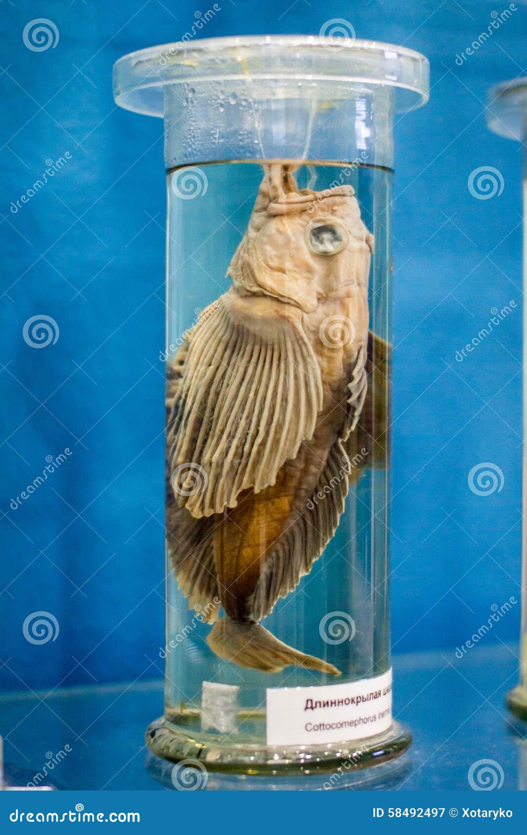Fish preserved editorial photography. Image of museum - 58492497