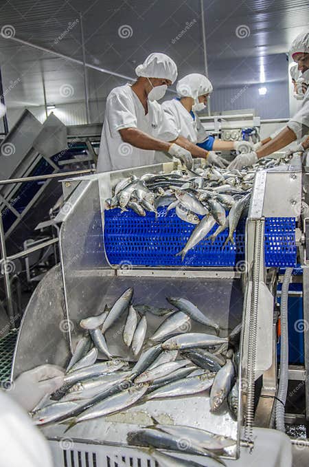 Fish Processing for Canning Sardines Editorial Photography - Image of ...
