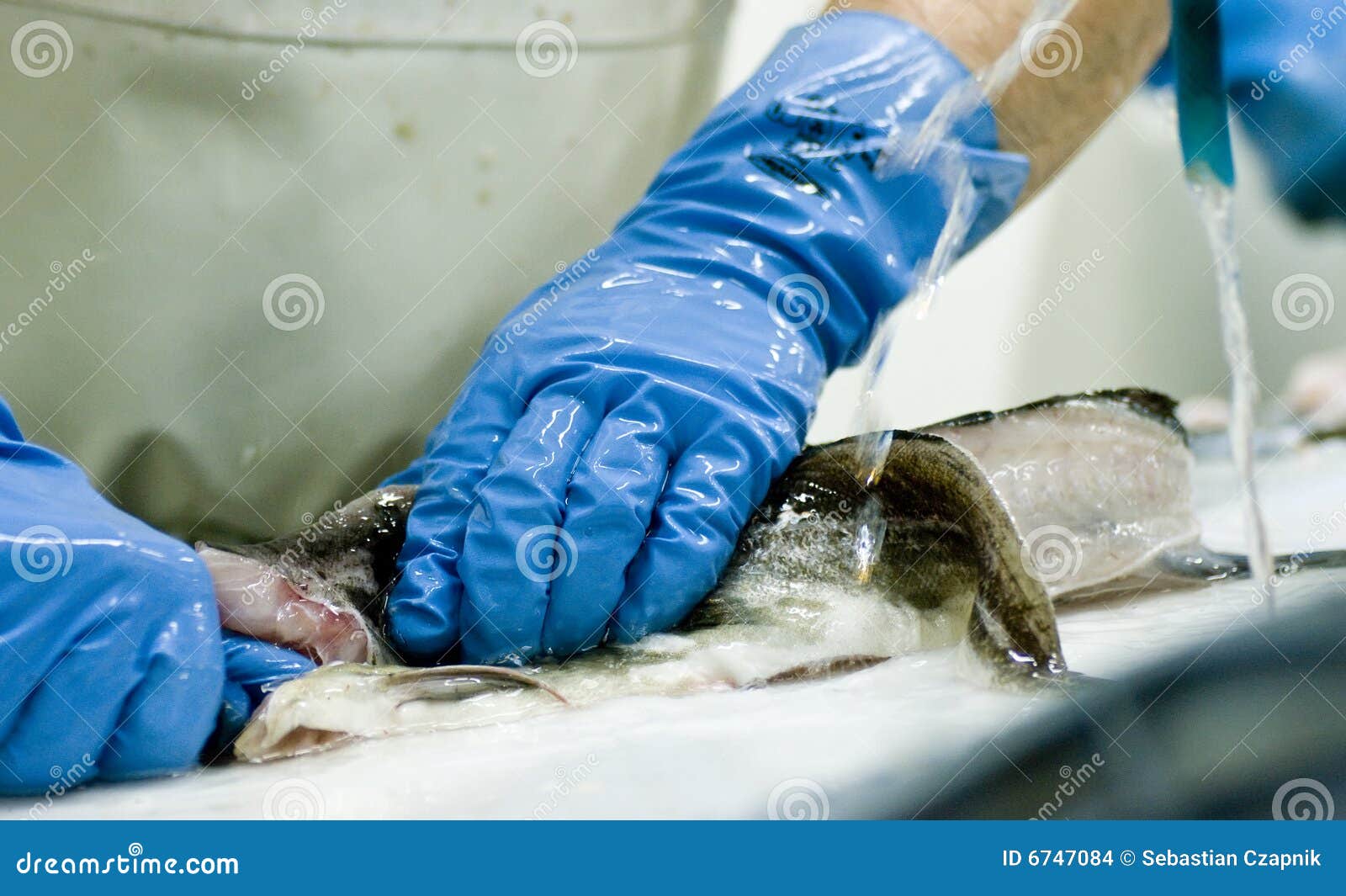 Fish processing factory stock photo. Image of firm, food - 6747084