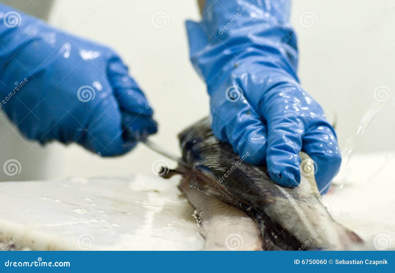 Fish processing factory stock photo. Image of pours, factory - 6750060