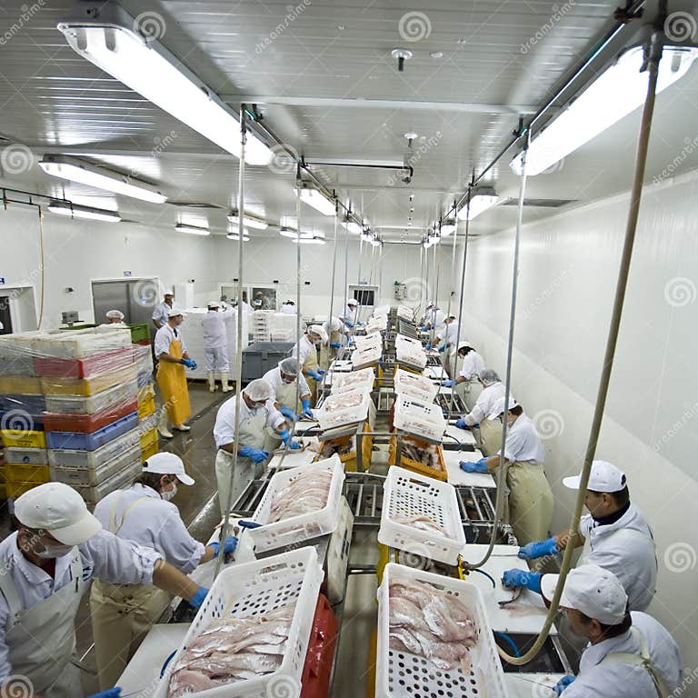 Fish processing factory stock photo. Image of food, people - 6772544