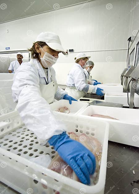 Fish processing factory stock photo. Image of cutter, company - 6772982