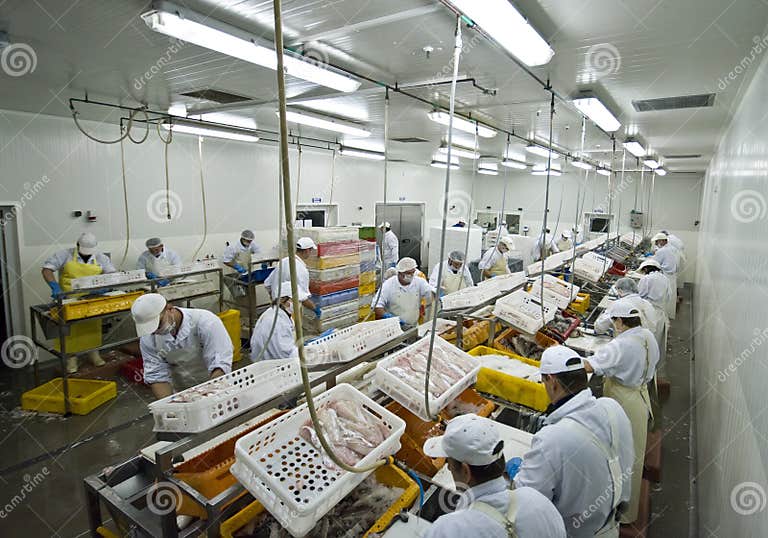 Fish processing factory stock image. Image of factory - 6774113