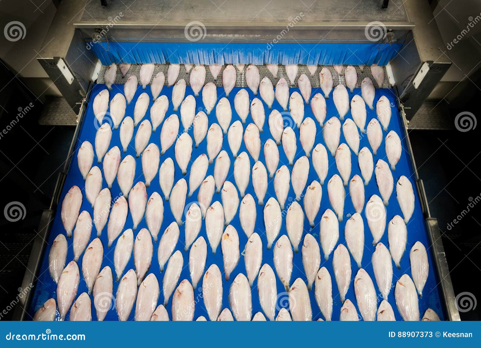 Fish Processing, Fish Factory Stock Image - Image of export, workers ...