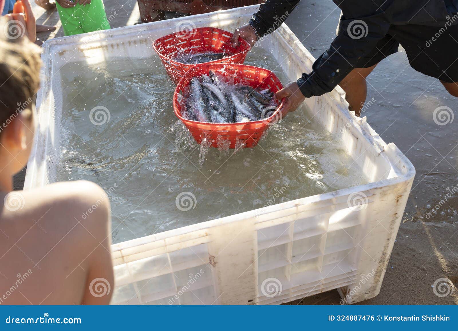 Fish Processing - Man is Holding a Red Bucket Full of Fish in a Large ...